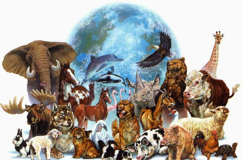 ODA A LOS ANIMALES - ODSA